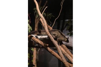 Taronga Zoo Upper Nocturnal House, Australia – darc awards